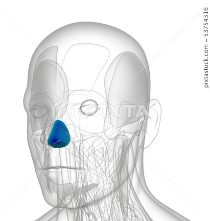 3d rendering of dilator naris - Stock Illustration [53754316] - PIXTA