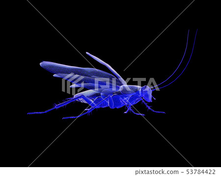 Cockroach open wing x-ray vision, wire-frame of 3d - Stock Illustration ...