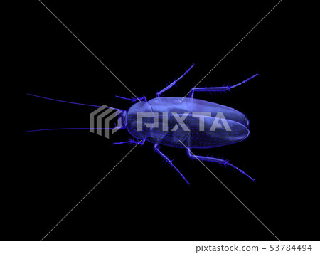 Cockroach x-ray vision, wire frame of 3d model - Stock Illustration ...