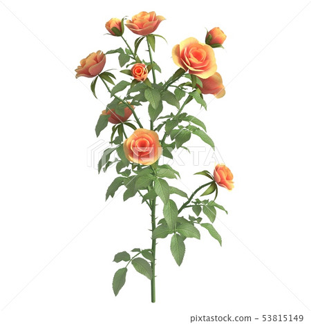 Rose bush 3d illustration isolated on the white... - Stock Illustration ...