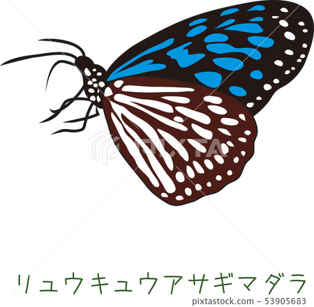 Amami insect Ryukyu Asagi Madara - Stock Illustration [53905683] - PIXTA