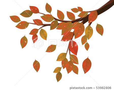 Fall Leaves on Branch - Stock Illustration [53982806] - PIXTA