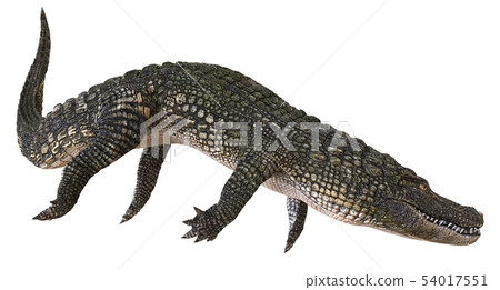 A reference image Alligator isolated on white... - Stock Illustration ...