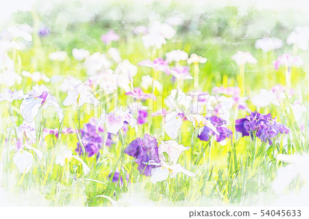 [Watercolor style] Flower buds (Hana Shobu) - Stock Illustration ...