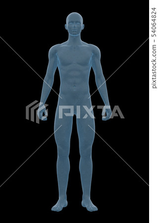 Male body, Whole body, Body - Stock Illustration [54064824] - PIXTA