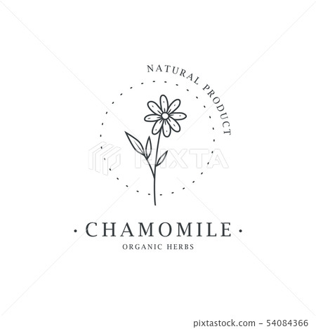 Chamomile flower. Logo for spa and beauty... - Stock Illustration ...
