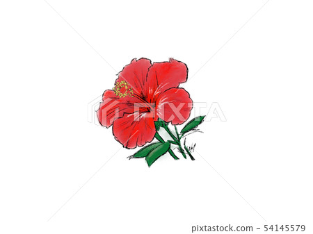 Hibiscus Red - Stock Illustration [54145579] - PIXTA