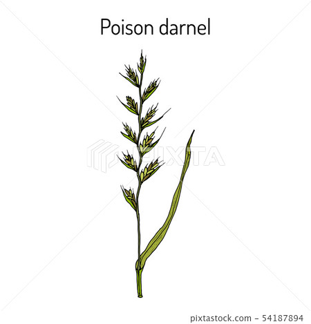 Poison darnel or cockle Lolium temulentum ,... - Stock Illustration ...