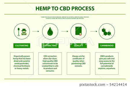 Hemp to CBD process horizontal infographic - Stock Illustration ...