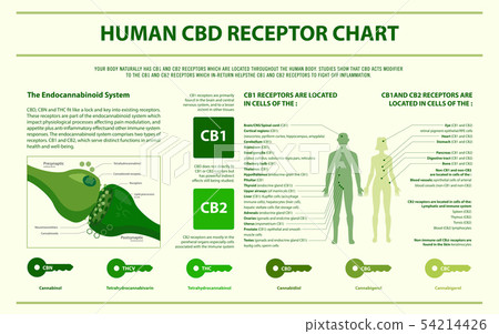 Human CBD receptor chart horizontal infographic - Stock Illustration ...