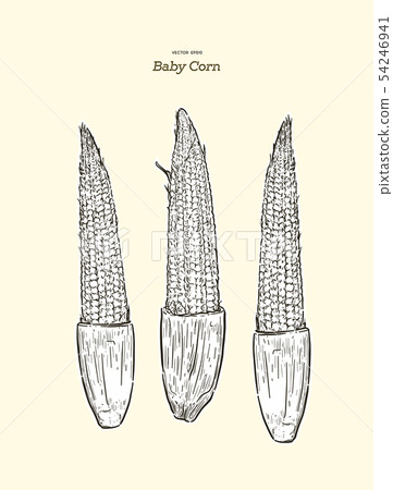 Young raw baby corn, hand draw sketch vector. - Stock Illustration ...