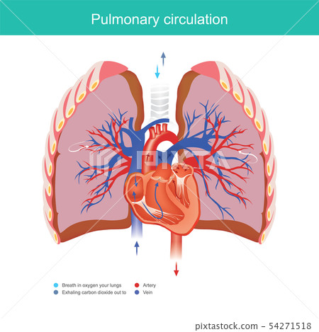 Pulmonary circulation. - Stock Illustration [54271518] - PIXTA