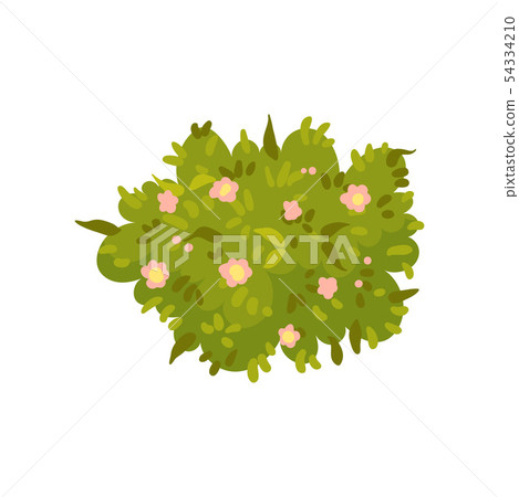Bush with pink flowers. Vector illustration on... - Stock Illustration ...