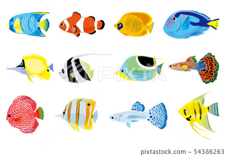 Tropical fish illustration set - Stock Illustration [54386263] - PIXTA