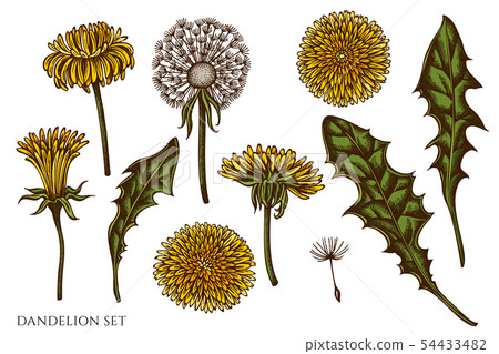 Vector set of hand drawn colored dandelion - Stock Illustration ...