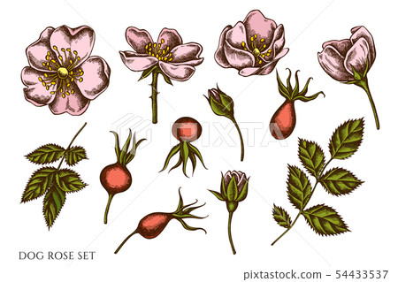 Vector set of hand drawn colored dog rose - Stock Illustration ...