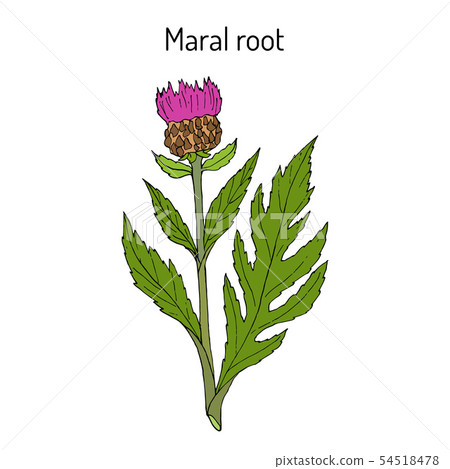 Maral root rhaponticum carthamoides , medicinal... - Stock Illustration ...
