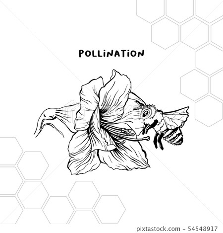 Pollination process hand drawn sketch - Stock Illustration [54548917 ...