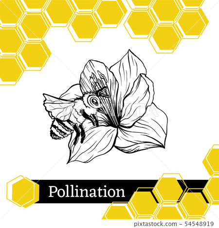 Bee Pollination Drawing
