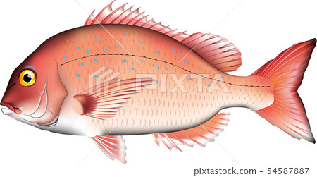 Red sea bream illustration vector - Stock Illustration [54587887] - PIXTA