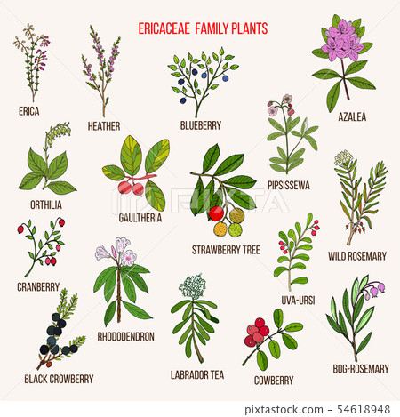 Ericaceae or heather family of flowering plants - Stock Illustration ...