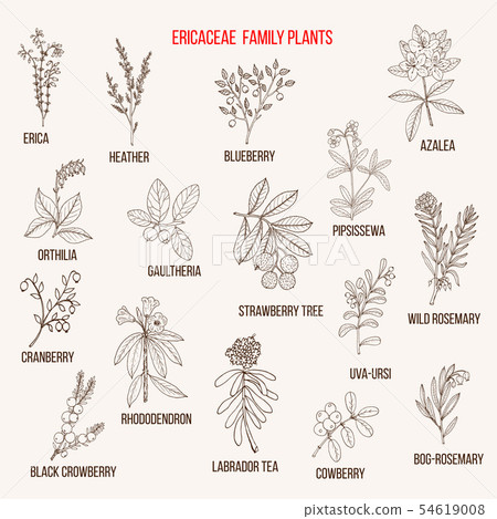 Ericaceae or heather family of flowering plants - Stock Illustration ...