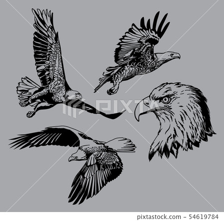 Eagles Vector Set. - Stock Illustration [54619784] - PIXTA