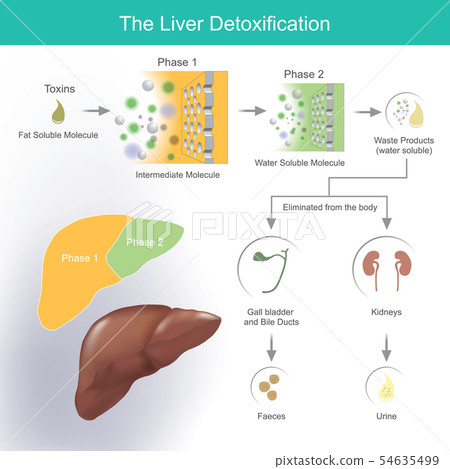 The liver detoxification. - Stock Illustration [54635499] - PIXTA