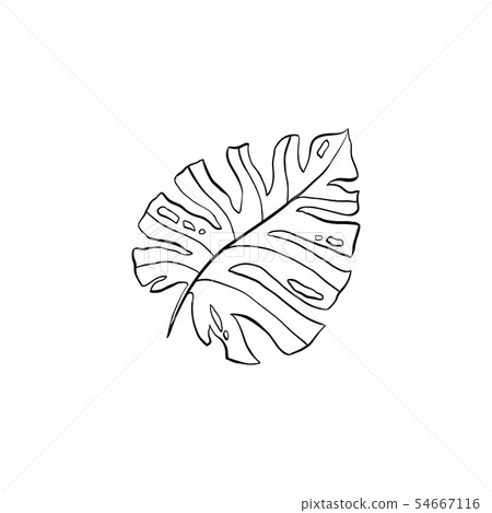 Philodendron plant leaf outline illustration - Stock Illustration ...