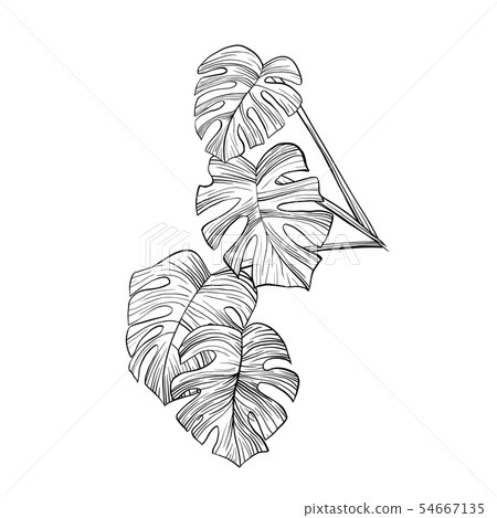 Philodendron leaves hand drawn illustration - Stock Illustration ...