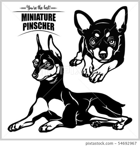 Miniature Pinscher - vector set isolated...-插圖素材 [54692967] - PIXTA圖庫