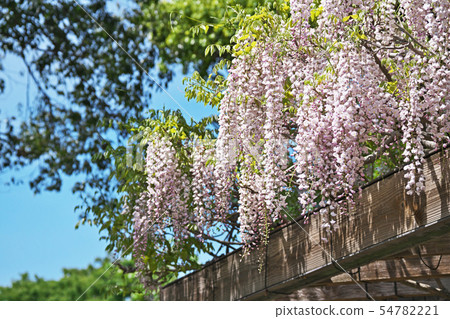 White Fuji flower - Stock Photo [54782221] - PIXTA