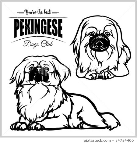 Pekingese - vector set isolated illustration on... - Stock Illustration ...