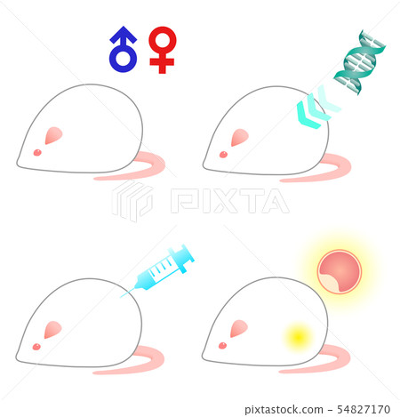 Experimental animal Mouse mouse Male, female,... - Stock Illustration ...