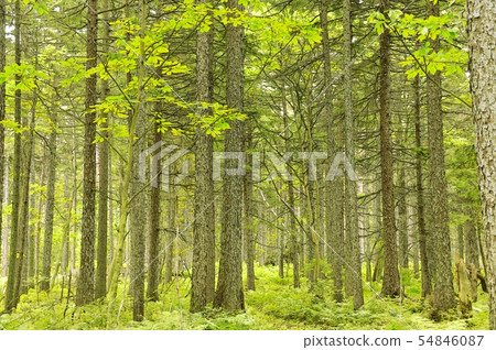 Akamatsu forest - Stock Illustration [54846087] - PIXTA