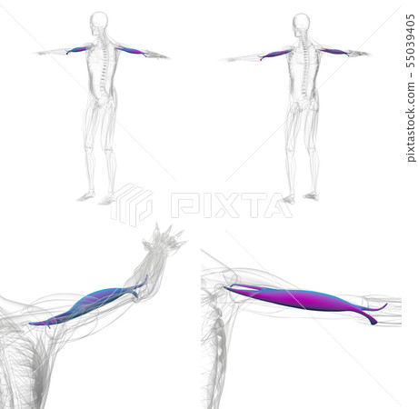 3d rendering illustration of violet and blue bicep - Stock Illustration ...