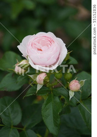 Hakse（Hans Goenebine）Sakikaki Chikagawa River...-照片素材（圖片） [55152836 ...