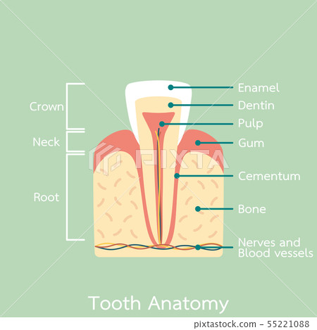 incisor tooth anatomy structure - Stock Illustration [55221088] - PIXTA