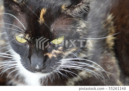 Cat, stray cat, rust pattern, black chan, rainy... - Stock Photo ...