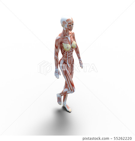 Female dissection muscle 3DCG illustration... - Stock Illustration ...