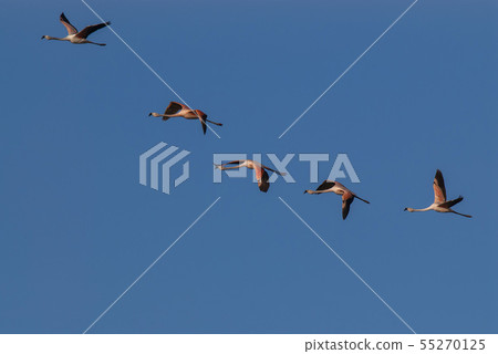 Flamingos flock in flight. - Stock Photo [55270125] - PIXTA