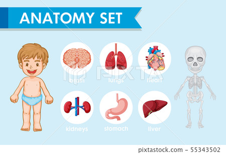 Scientific medical illustration of human anatomy - Stock Illustration ...