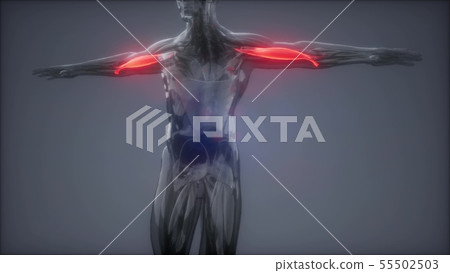 biceps - Visible muscle anatomy map - Stock Illustration [55502503] - PIXTA