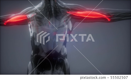 biceps - Visible muscle anatomy map - Stock Illustration [55502507] - PIXTA