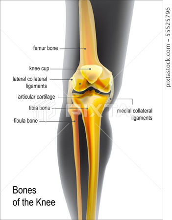 Light yellow realistic bones the of knee - Stock Illustration [55525796 ...