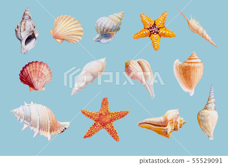 Hand drawn shellfish and starfish on white - Stock Illustration ...