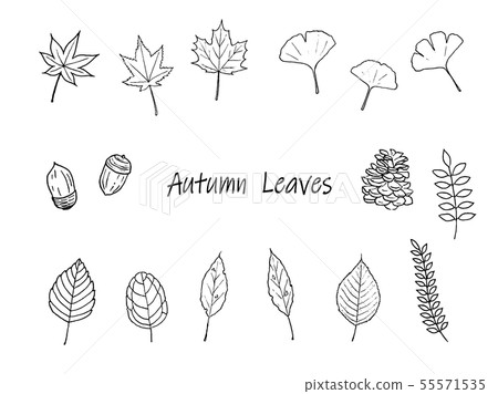 Autumn leaf pen drawing set - Stock Illustration [55571535] - PIXTA
