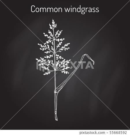 Loose silky-bent or common windgrass Apera... - Stock Illustration ...