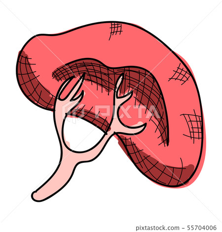 spleen vector , organ medicine, organ, system - Stock Illustration ...
