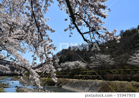 Spring in Hakone - Stock Photo [55947955] - PIXTA